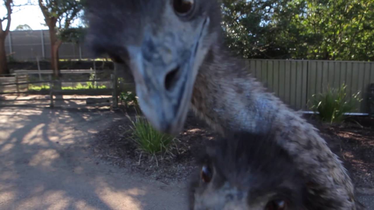 Emu vs Camera - Round 1 - YouTube