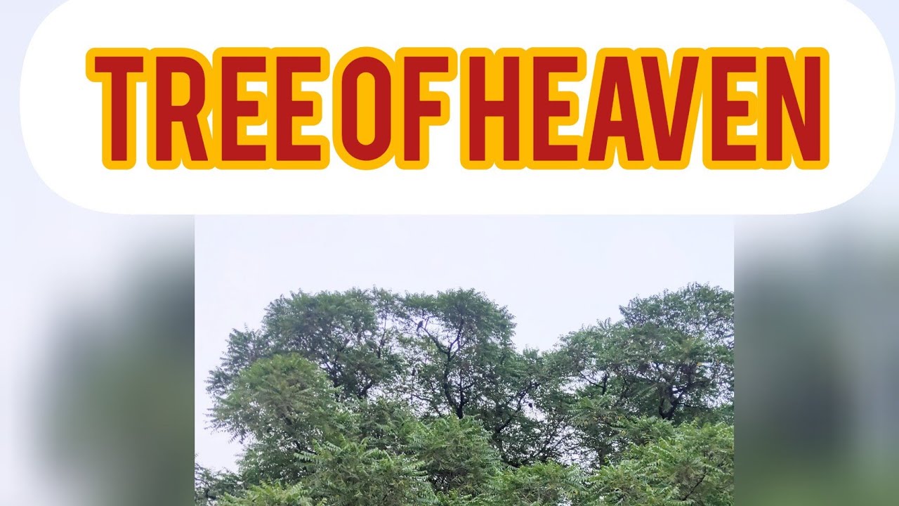 Tree of Heaven (Ailanthus excelsa) #महानीम #महारुख #ullu Ka ped 🦉 - YouTube