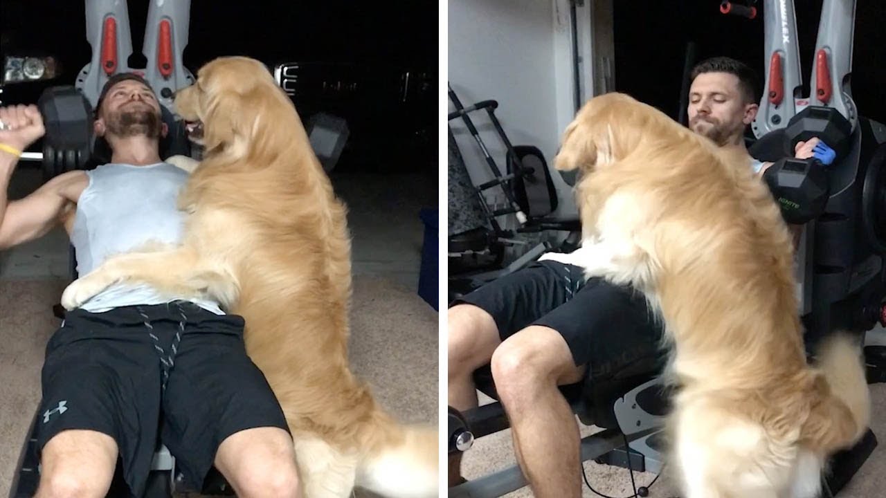 Dog Helps Owner While He Lifts Weights - YouTube