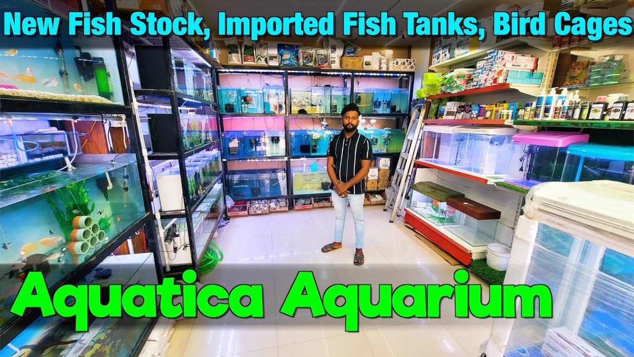 New Fish Stock at Aquatica Aquarium Store - YouTube