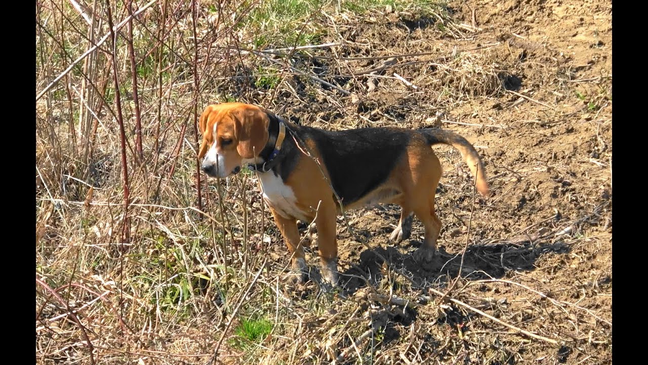 Skyview's Beagles Rabbit Hunting And AKC Field Trials - YouTube