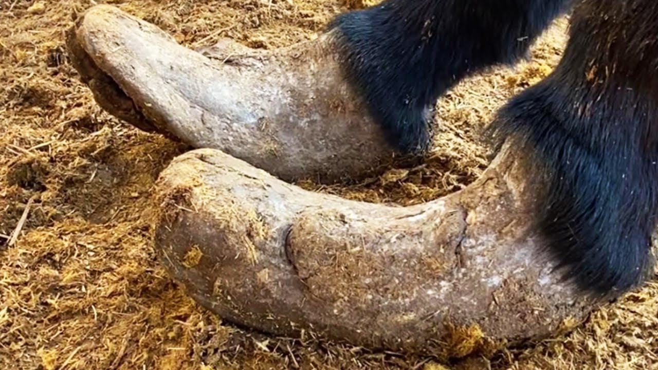 After trimming the old donkey's hooves, it cried with joy【DONKEY HOOF ...