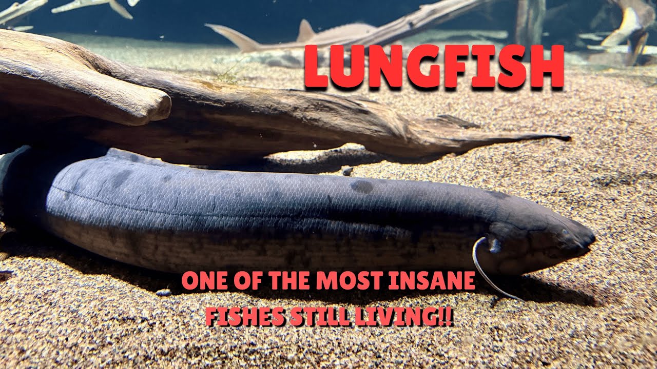 Incredible Lungfish Can Breathe Air And Survive Drought - YouTube