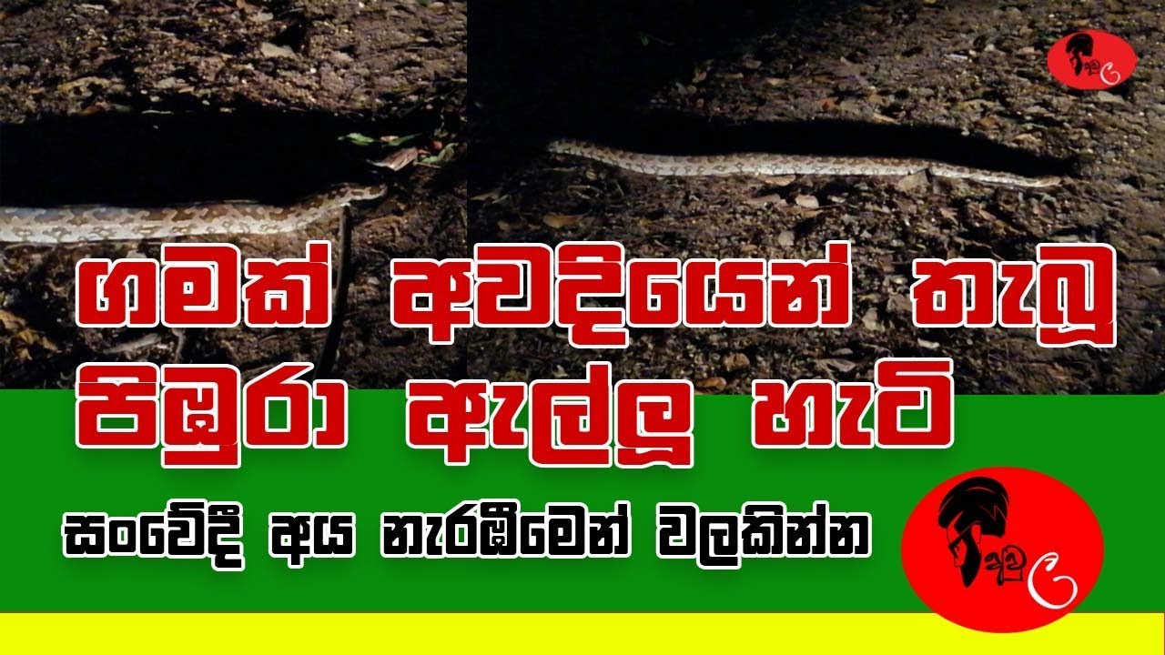Awla Pibura ගමක් අවදියෙන් තැබූ පිඹුරා අල්ලයි... - YouTube
