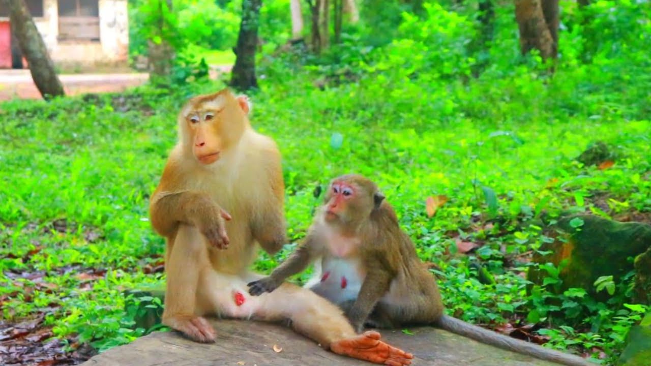 Amazing Old Queen Daisy Grooms Phongo | Monkey Tube - YouTube