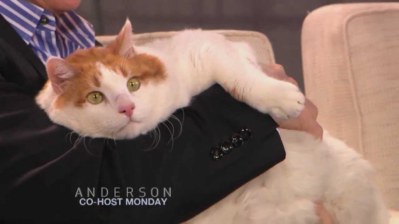 Anderson Holds 39-lb. Cat, Meow - YouTube