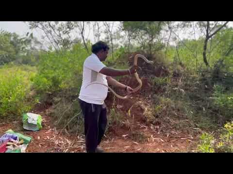 releasing snakes in the natural habitation by snake kiran vizag# ...