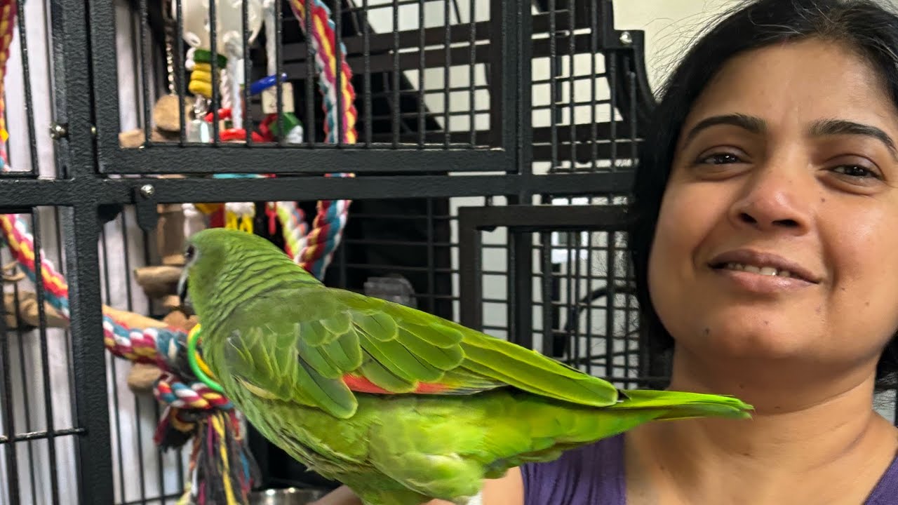 Play with Rai #raisona #amazonparrot - Rai the cute 🥰 Amazon 🦜 parrot 🦜 ...