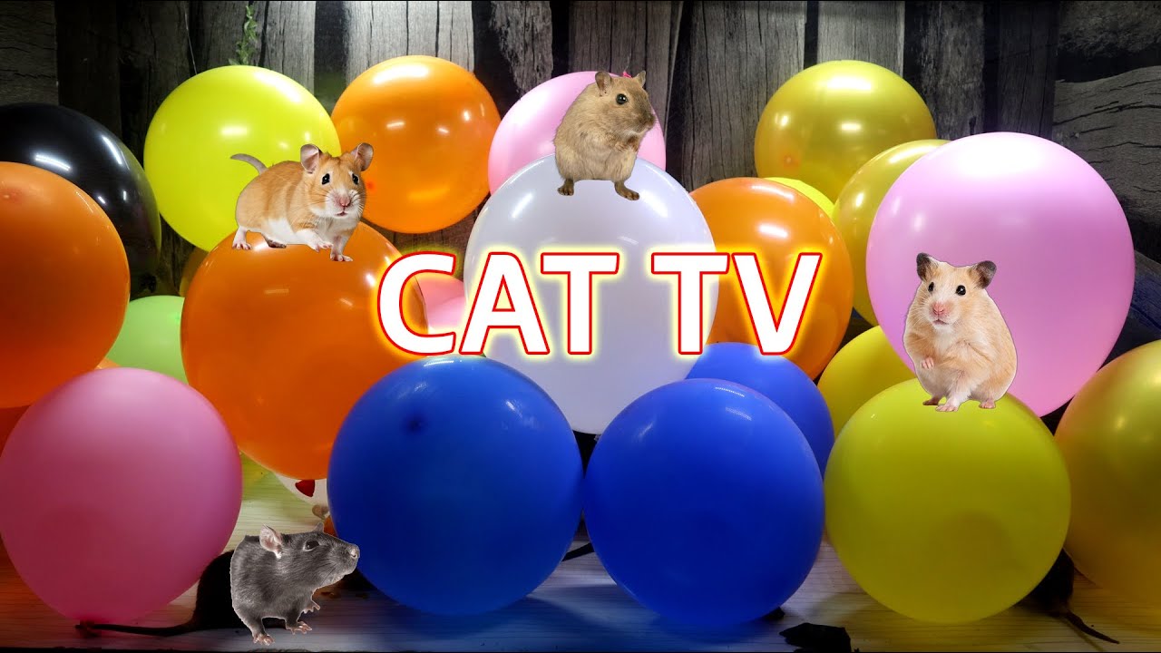 Cat Tv | Mouse Games for Cats | Catching Mice | Mouse Video for Cats to ...