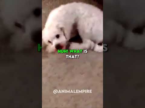 Huh what is that? - YouTube