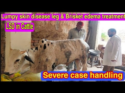 LSD|LSD treatment|Brisket Edema|Lumpy skin disease treatment|Lumpyvac ...