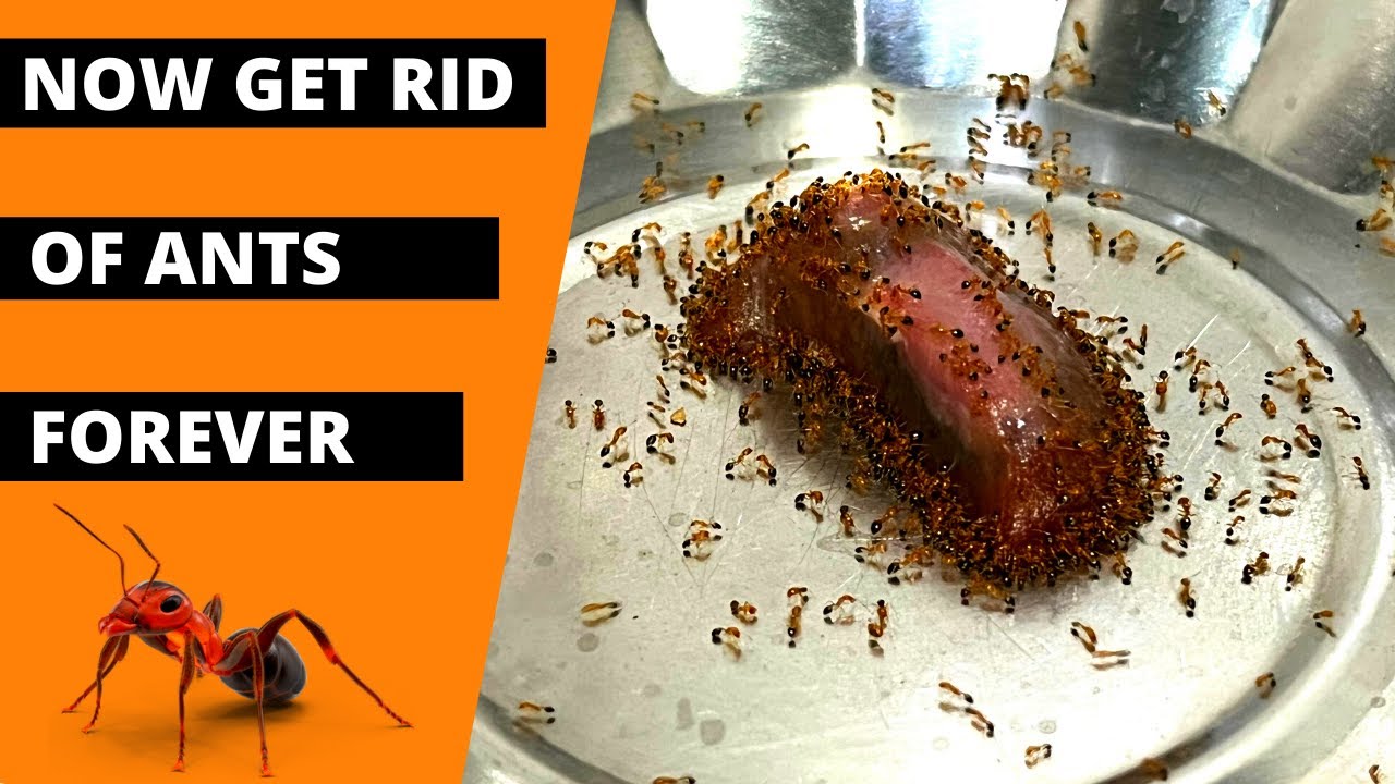 How to get rid of ants | Best ants treatment pesticide | Odorless ant ...