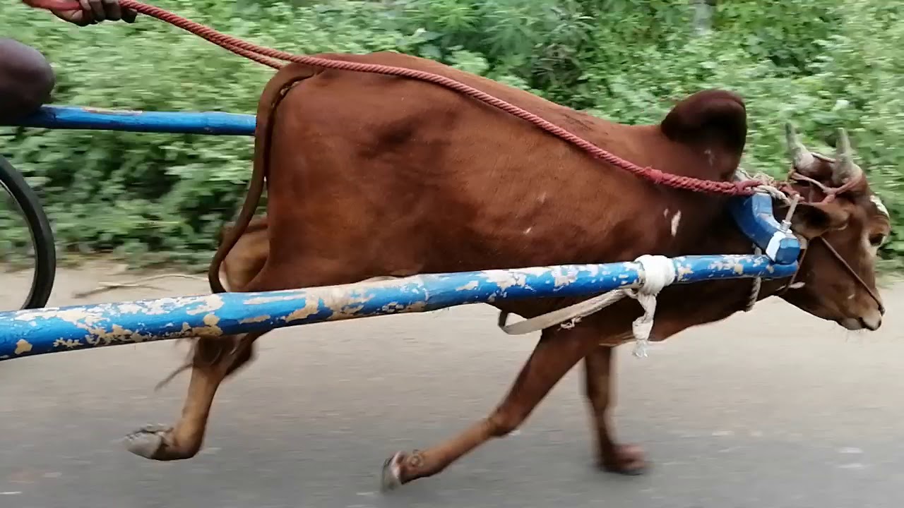 Rekala race -7½ kannu - YouTube