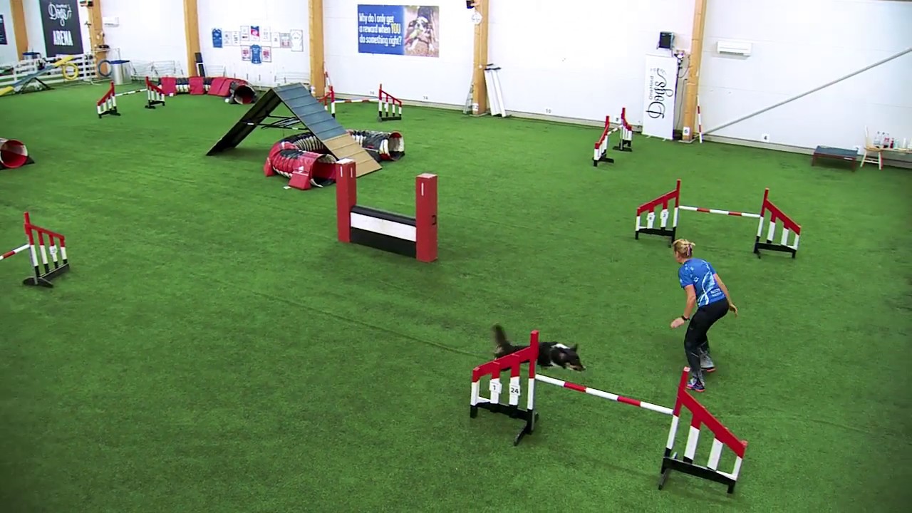 International Agility Training Week - Practicing the False Turn ...