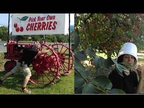 Edip Yüksel (T)(E) Kiraz Delisi (Cherry Crazy)