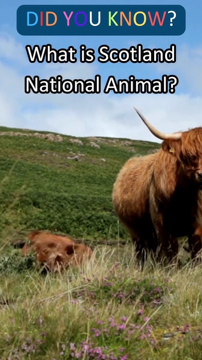 What is Scotland's National Animal? #didyouknow - YouTube