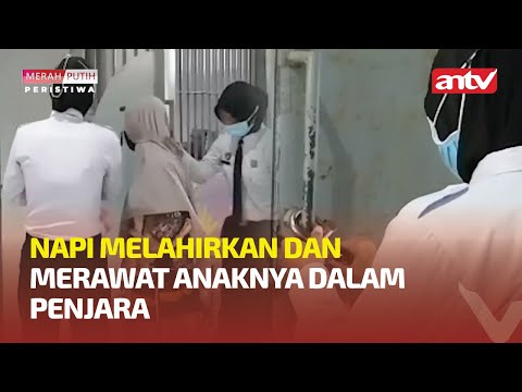 NAPI MELAHIRKAN, SANG BAYI TERPAKSA IKUT MENDEKAM DI RUTAN