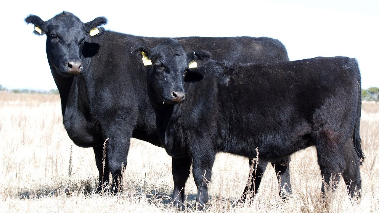 Selección de Vaquillas Cap 310 - YouTube