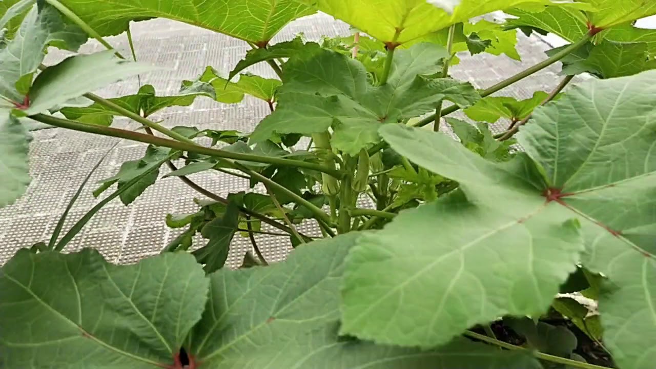 Garden sa bakuran - YouTube