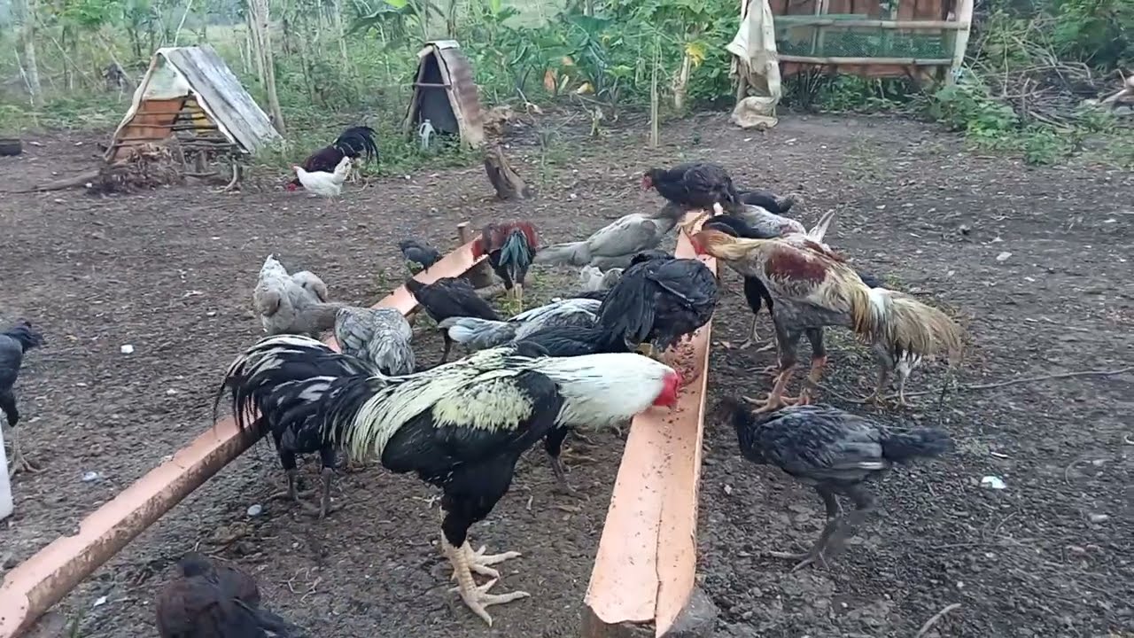 SHAMO,ASEEL,BASILAN CHICKEN | My farm update - YouTube
