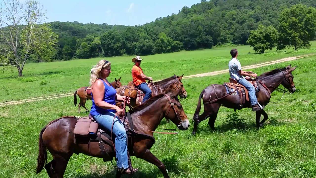 Zorse and mules crossing the river . flying R ranch - YouTube