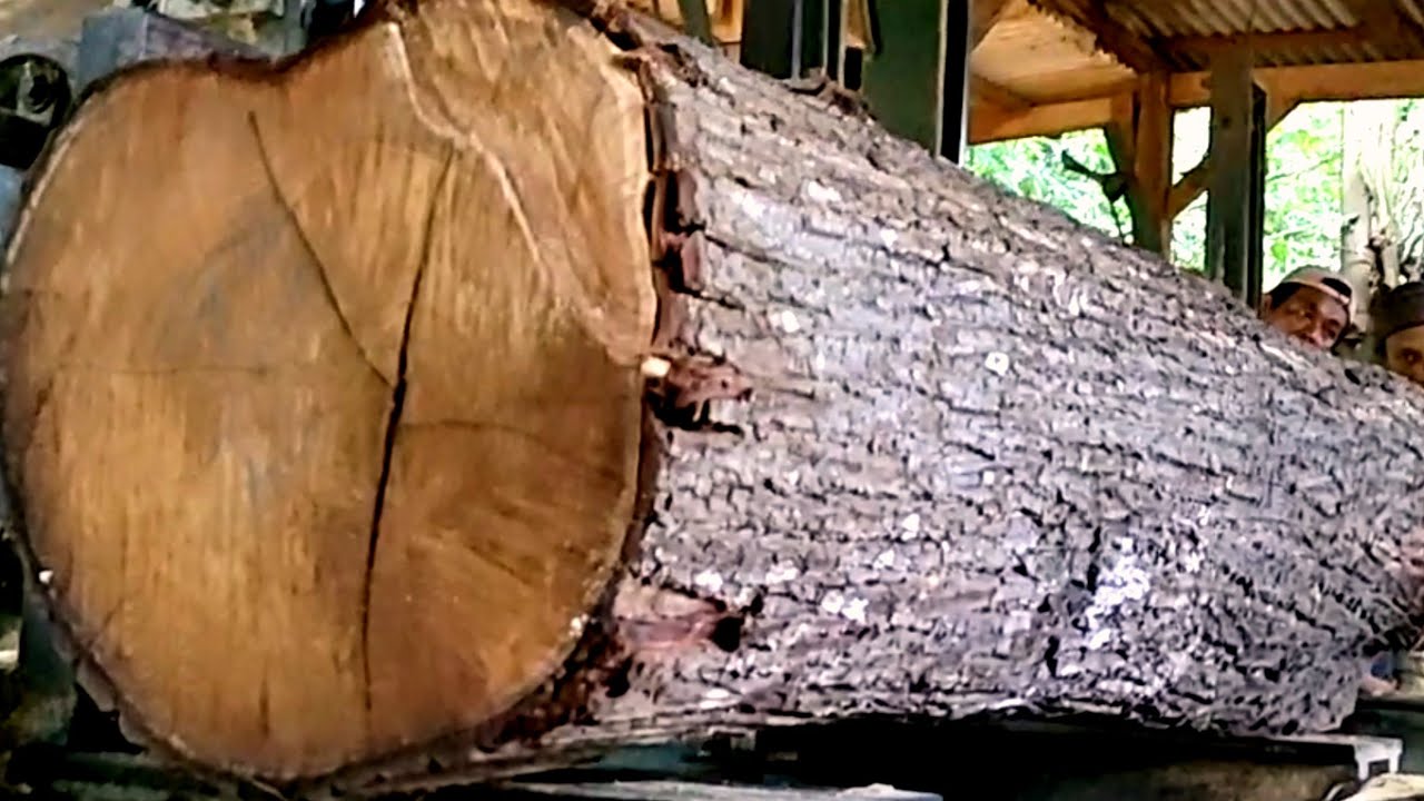 sawing giant acacia wood making 7x14cm blocks - YouTube