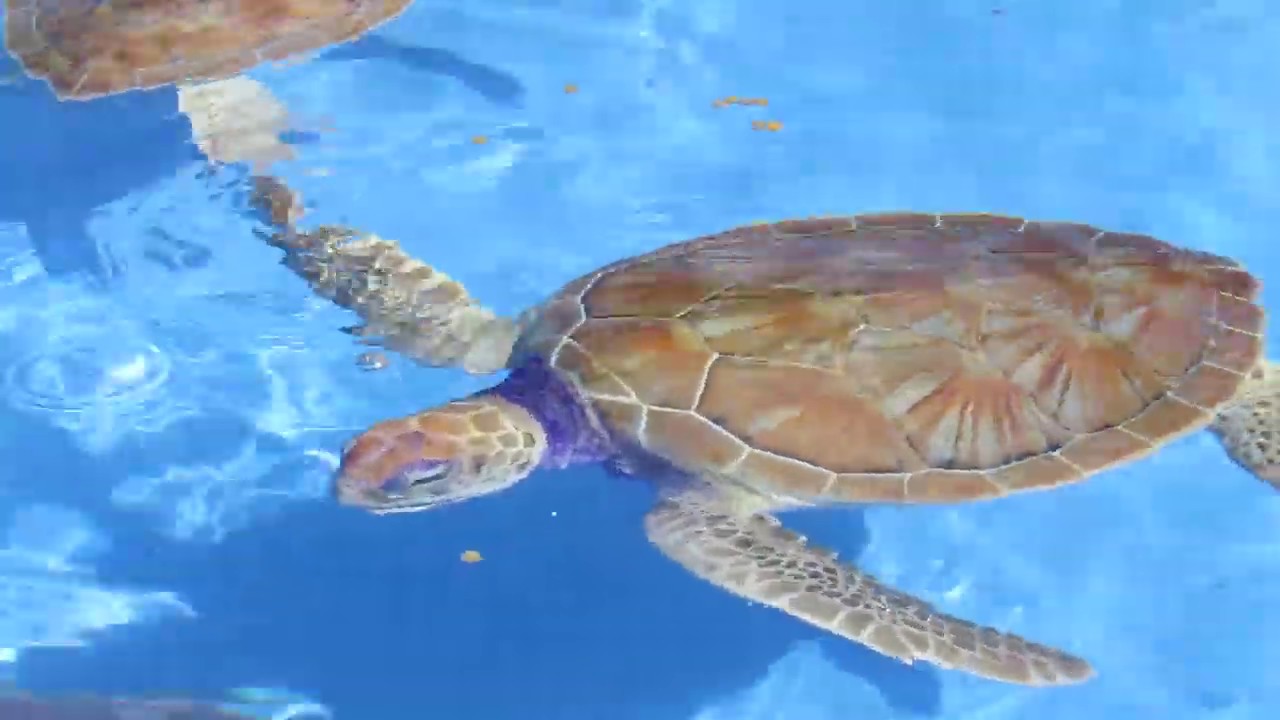 Sea Turtle Rescue Center, Cayo Largo Cuba - clip 8787 - YouTube