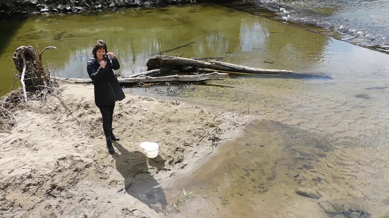 Chum salmon fry release, April 7, 2020 - YouTube
