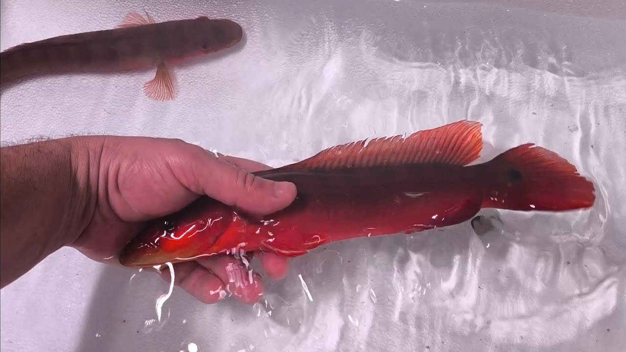 CHEGOU PEIXES DE ALTO PADRÃO NO NOSSO AQUÁRIO.... JACUNDÁ RED ...