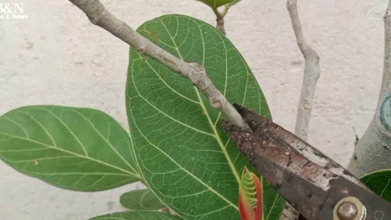 Bot gacher dal chati.Pruning - YouTube