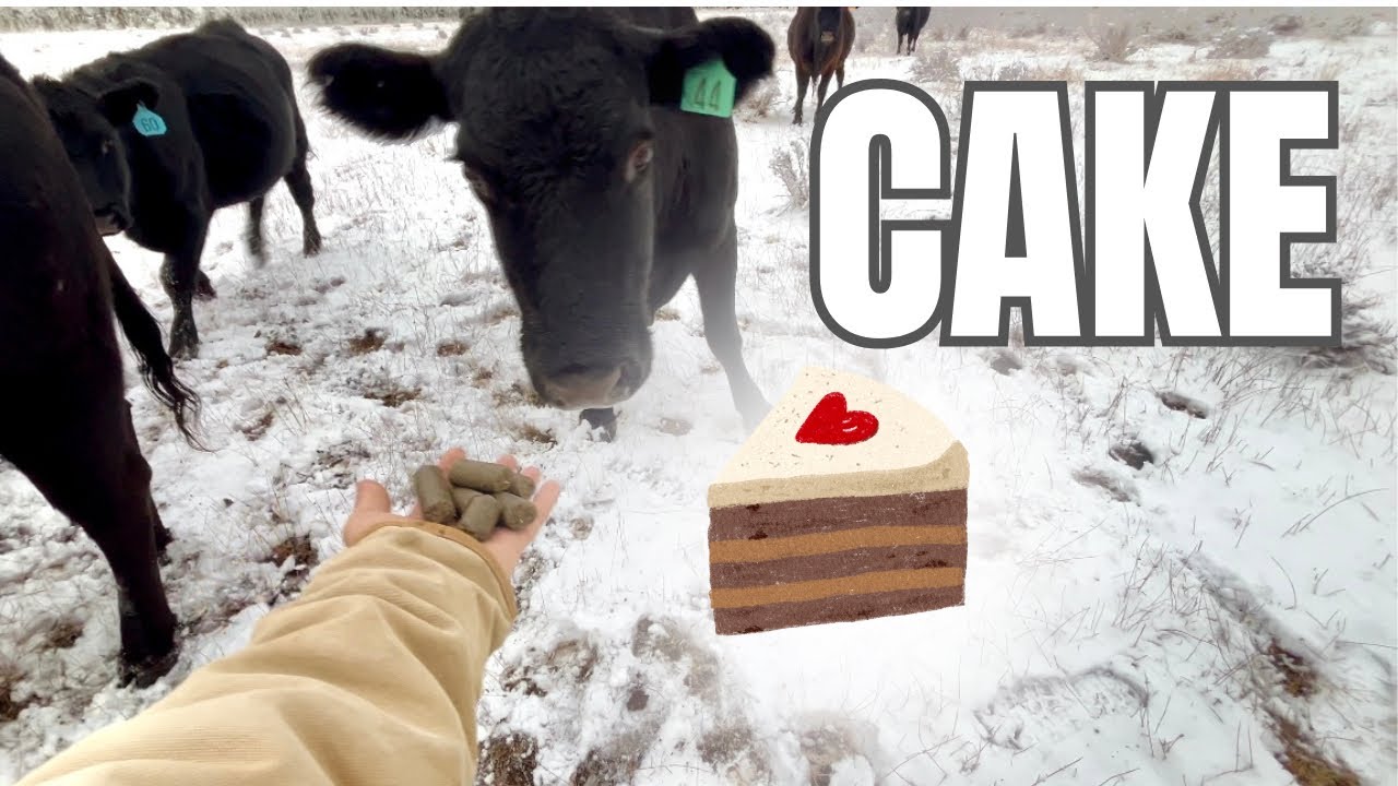 🐂 Cows eat Cake? What is Range Cake? - YouTube