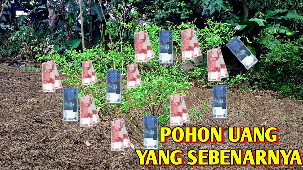 LAHAN DUIT DAN POHON DUIT - YouTube
