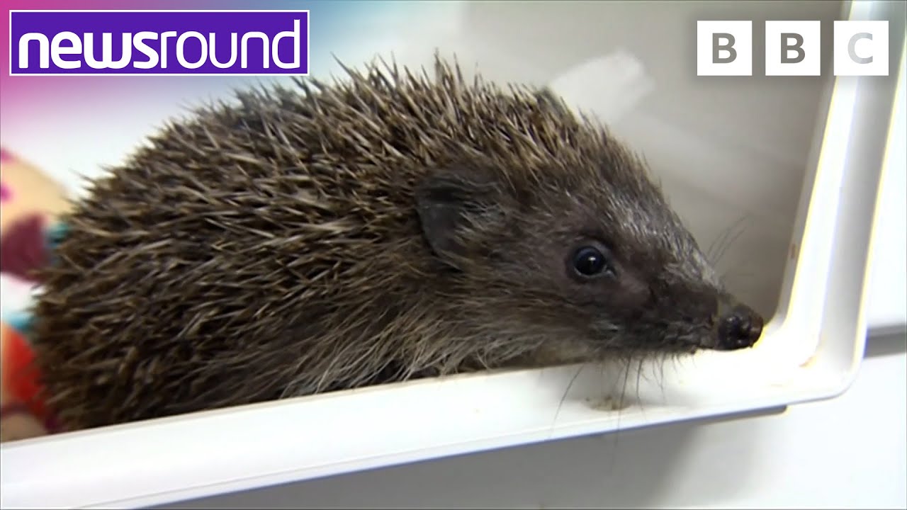 How to Keep Hedgehogs Safe this Summer 🦔 | Newsround - YouTube