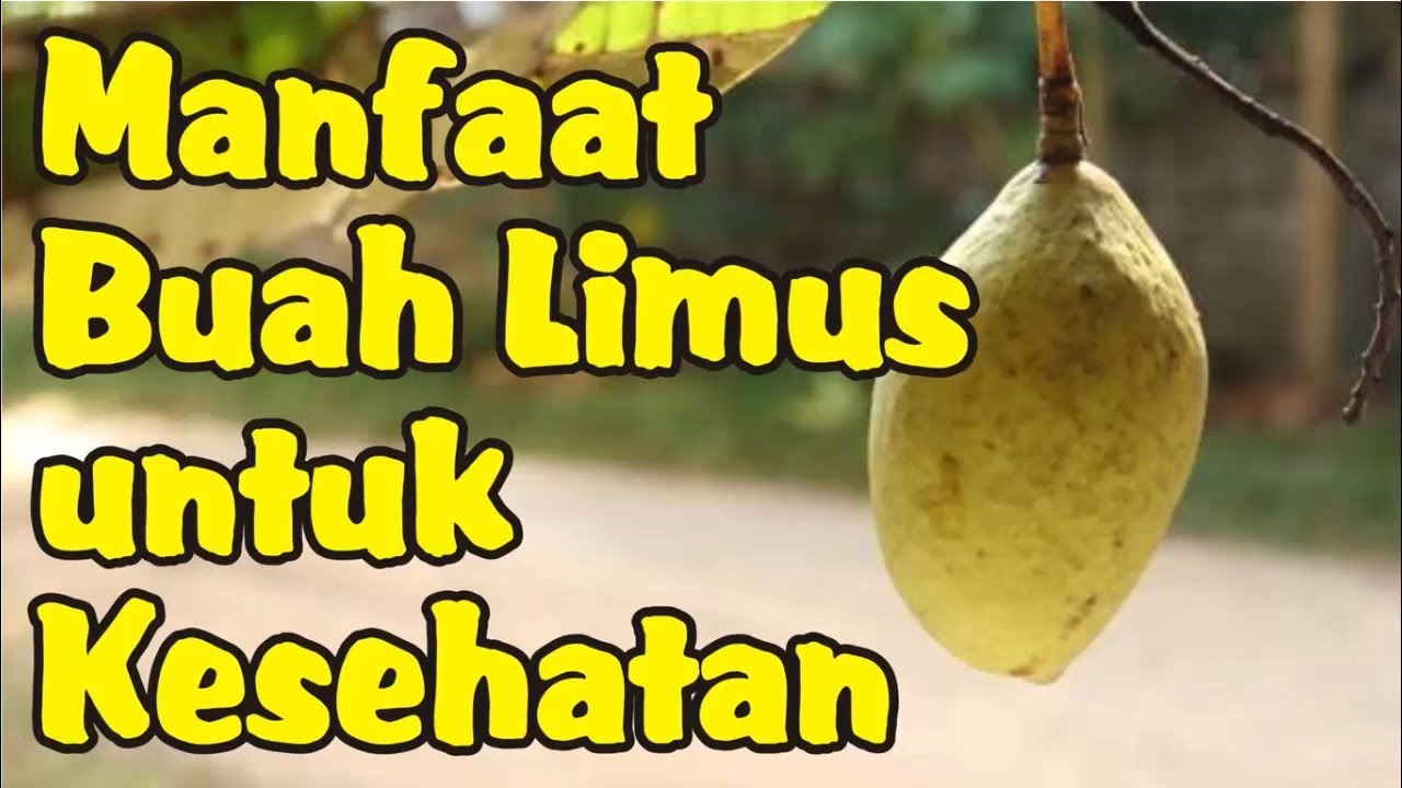 Manfaat Buah Limus Bagi Kesehatan Tubuh - YouTube