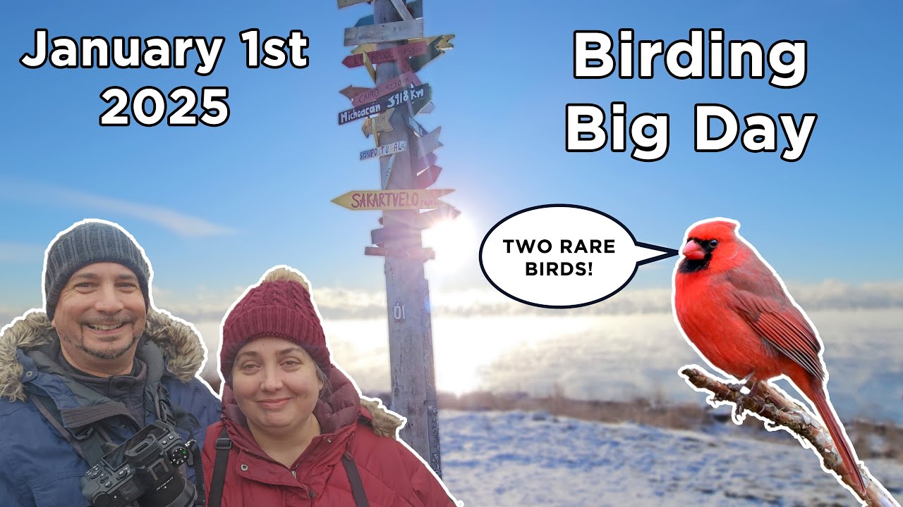 January 1st 2025 - Birding Big Day - Can We Find 50 Birds? - YouTube