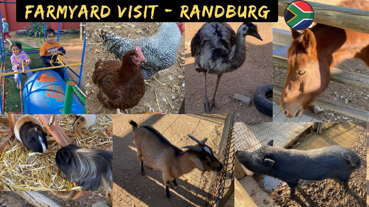 A visit to the farm | Kids feeding animals at the farm | Randburg ...
