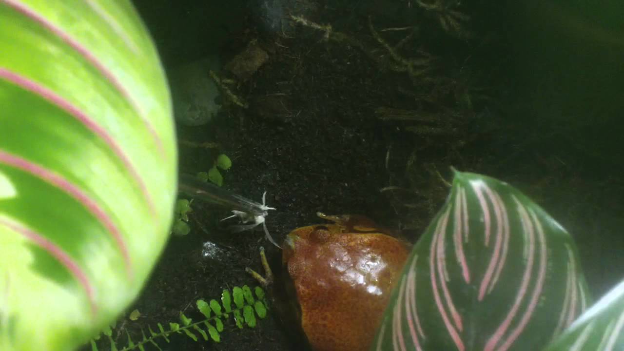 feeding a fat tomato frog - YouTube