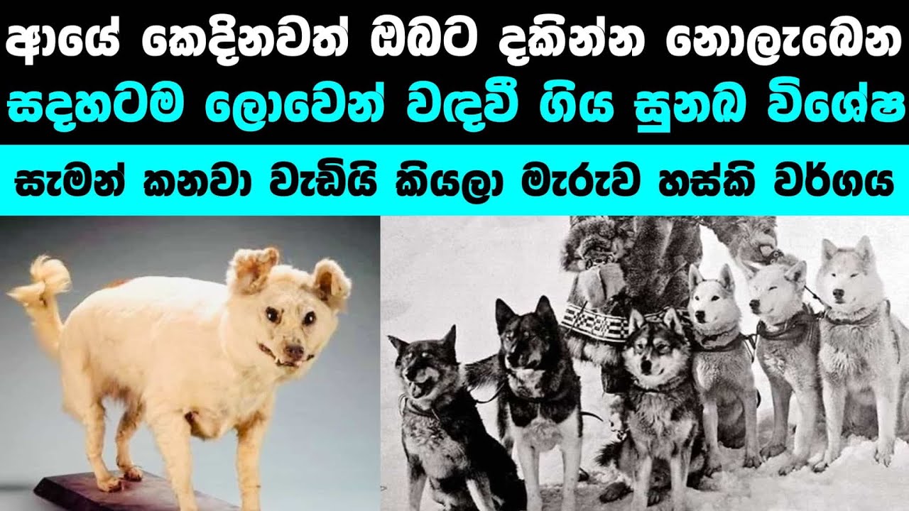 මෙලොවින් සදහටම වඳවී ගිය සුනඛ විශේෂ | 10 Extinct Dog Breeds 🐕🚫 - YouTube