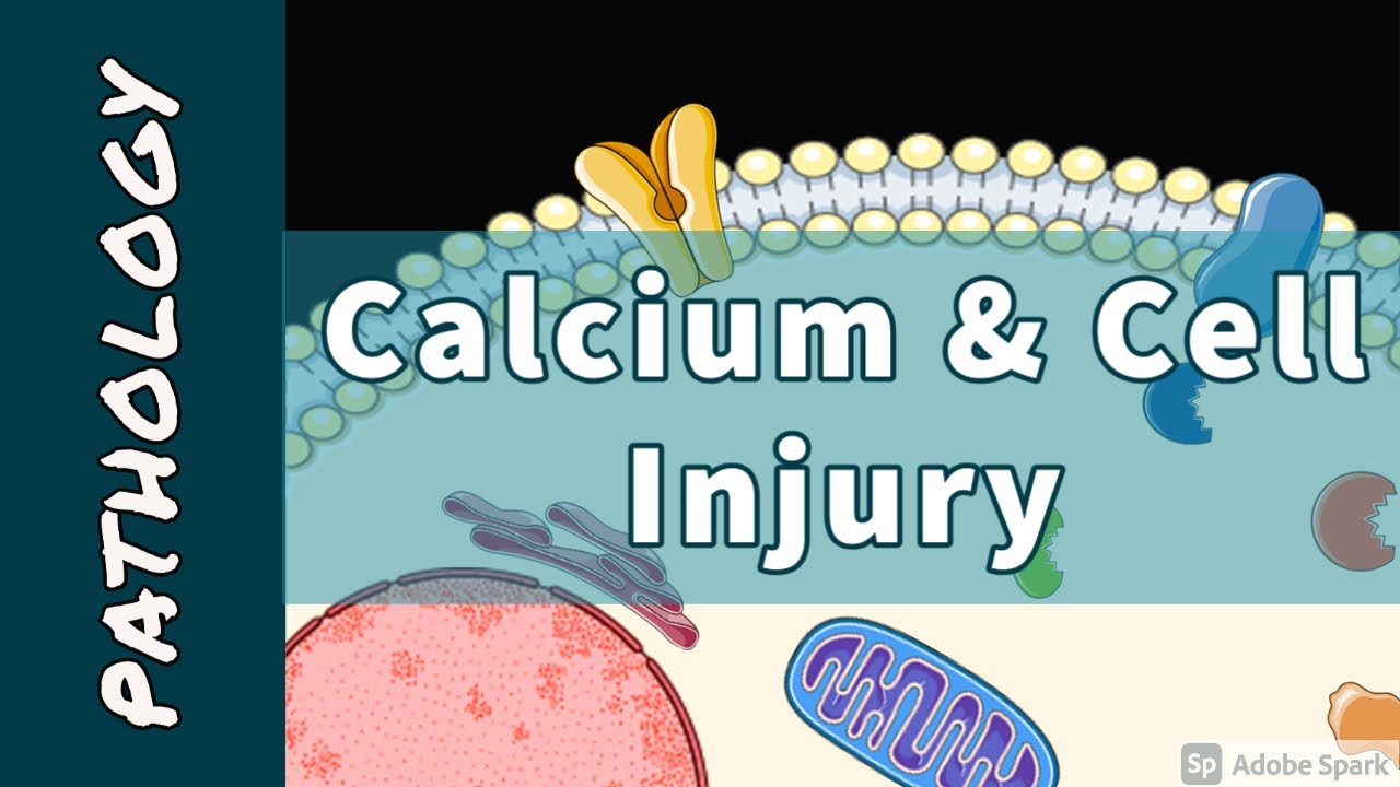 Calcium & Cell Injury | Pathology | Ayan Parichha - YouTube