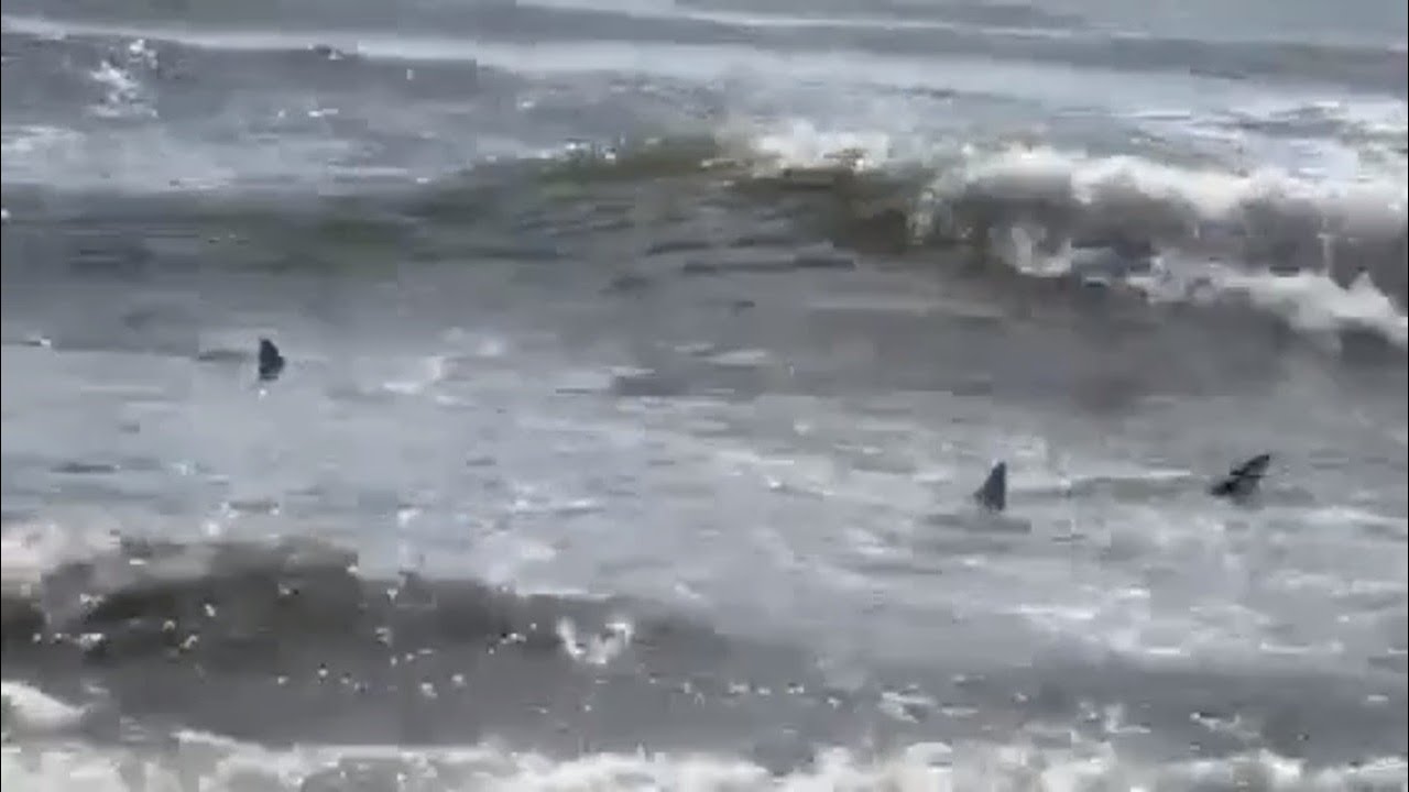 Tennessee residents encounter sharks close up in North Myrtle Beach ...