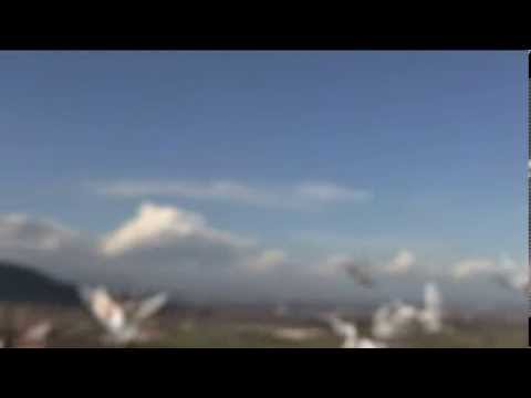 ΠΕΡΙΣΤΕΡΙΑ - ΣΑΡΚΑΤΖΗΣ ΠΑΝΑΓΙΩΤΗΣ - ΒΕΡΟΙΑ - YouTube