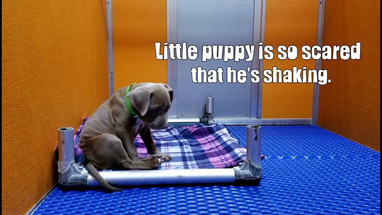 Stray Puppy is so scared that he's shaking - He needs a loving home ...
