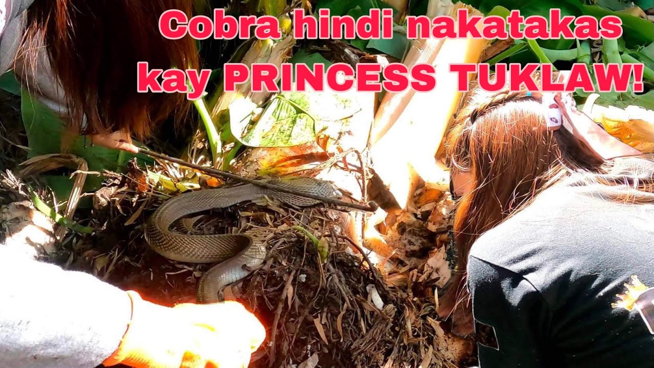 MALAKING COBRA SA SAGINAN HINDI NAKATAKAS KAY Princess Tuklaw l SNIPER ...