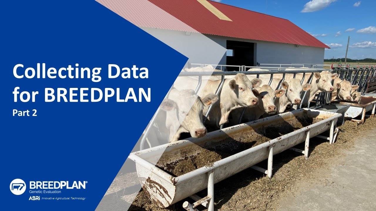 Collecting Data for BREEDPLAN (Part 2) - YouTube