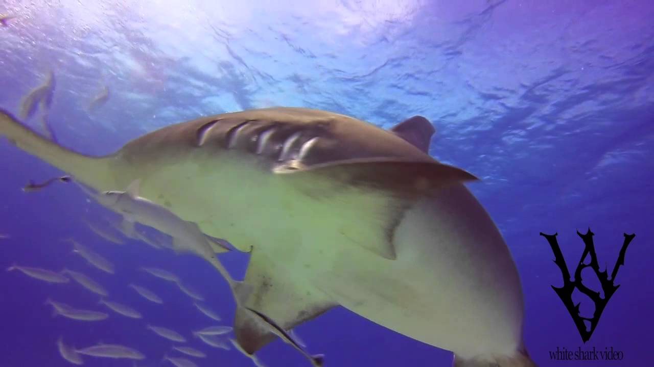Great hammerhead Shark Tracking Down Bait in Slow Motion - YouTube
