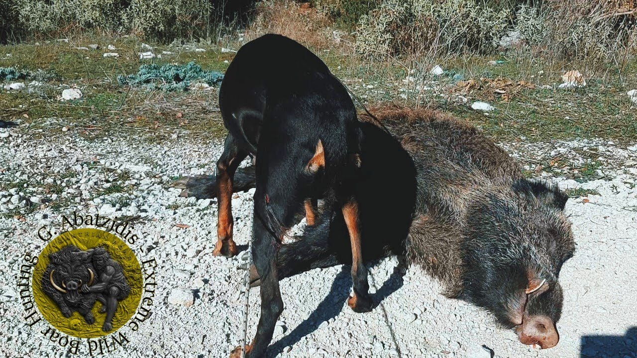 Κυνήγι αγριόχοιρου: Κάπρος στη στάμπα και 3 στην καταδίωξη - WILD BOAR ...