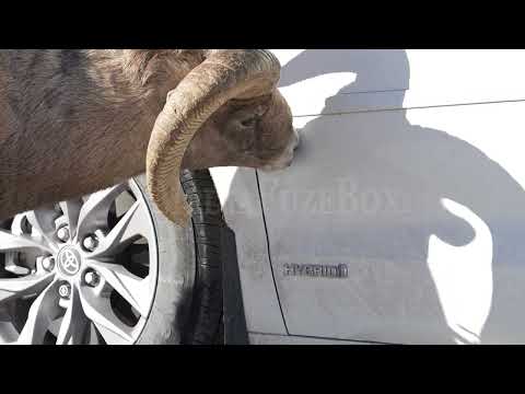 Stock Video - Bighorn Sheep ram licking car to get salt off it