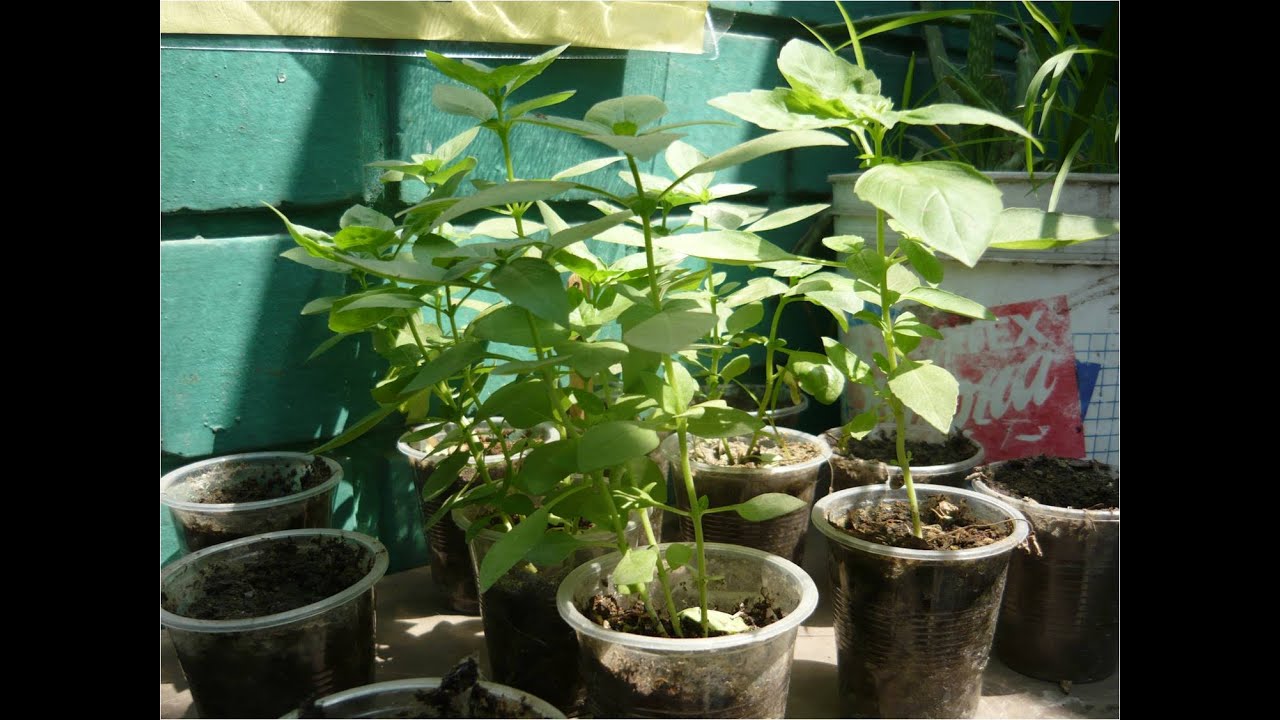 COMO SEMBRAR Y TRASPLANTAR ALMACIGOS SEMILLEROS DE ALBAHACA - YouTube