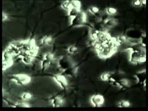 BEYİN-İLERİ DERECEDE BİLGİLERLE YAPILMIŞ MUHTEŞEM SİSTEM
