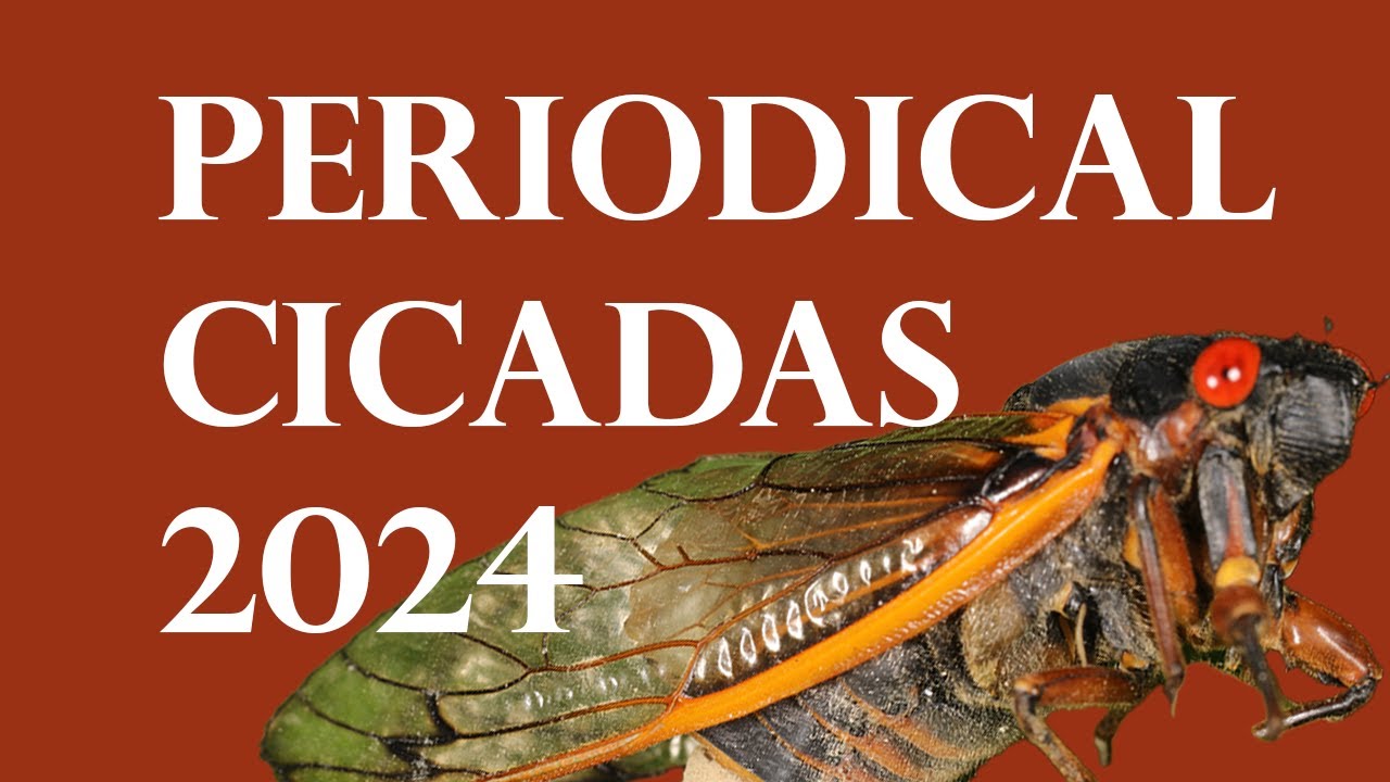 Periodical Cicadas 2024 - Invasion of the 13 and 17 year periodical ...